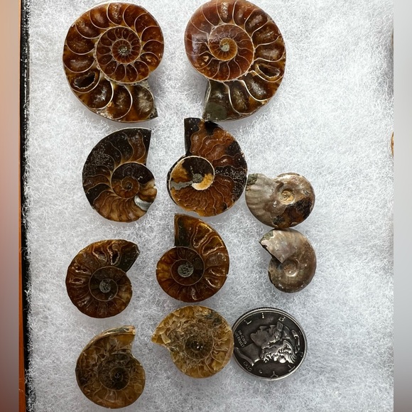 Accents | Fossil Ammonite Collection Set Of 5 Ammonites Halved | Poshmark